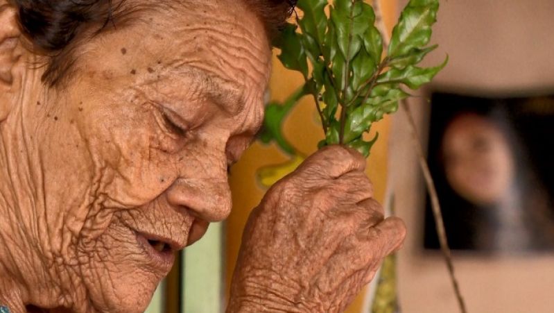 Sabedoria ancestral das benzedeiras mostra poder das ervas - Notícias - Portal das Missões