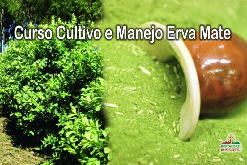 Curso de Cultivo e Manejo da Erva-Mate no Sindicato - Notícias - Portal ...