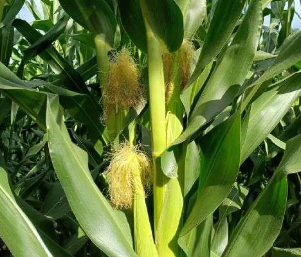 Pastagens apresentam bom desenvolvimento e favorecem alimentação dos ...