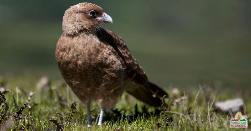 Ximango o Olhar dos Pampas - Notícias - Portal das Missões